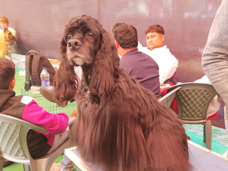 5000 dogs participate in dog show | जयपुर डॉग शो में आईं देश-विदेश की ...