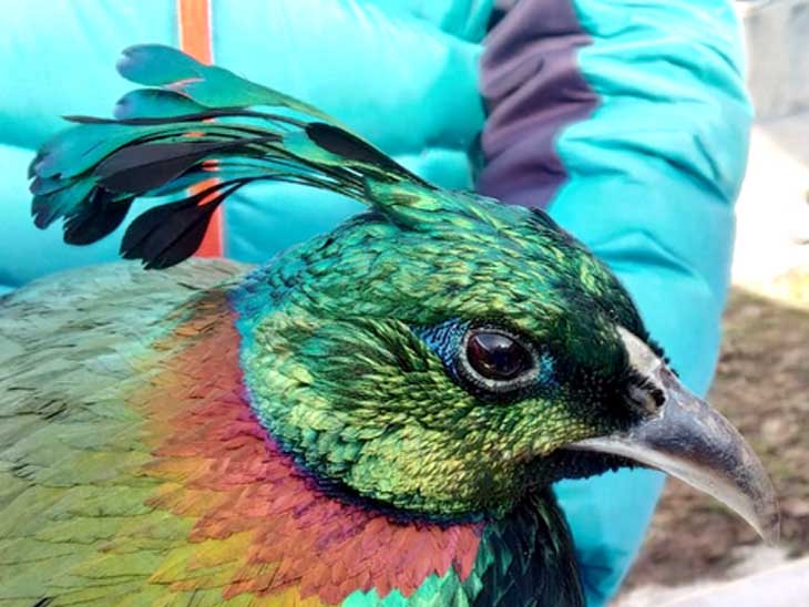 The people of the Luxury Coaches Association rescued the bird monal ...