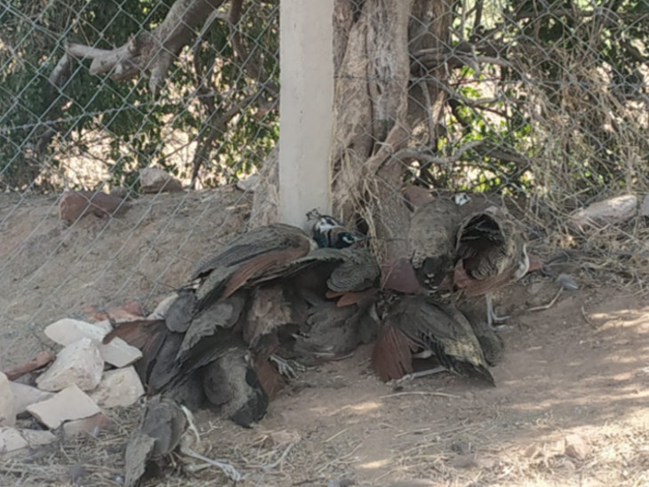 Peacocks Death; Peacocks Found Dead In Rajasthan, Poisoning Suspected ...