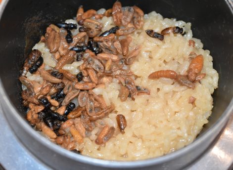 Japan Village Kushihara Hebo Festival (Edible Wasp Festival ...