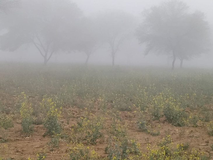 Thick fog engulfs Jaipur | कोहरे की चादर में लिपटा रहा जयपुर, किसान ...
