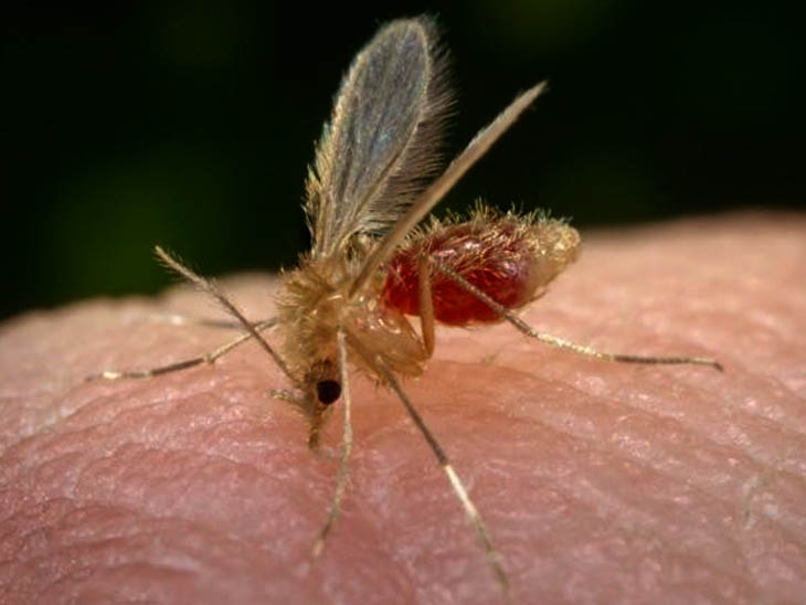 Cases of poisonous sand fly flies that flourish on the banks of the ...