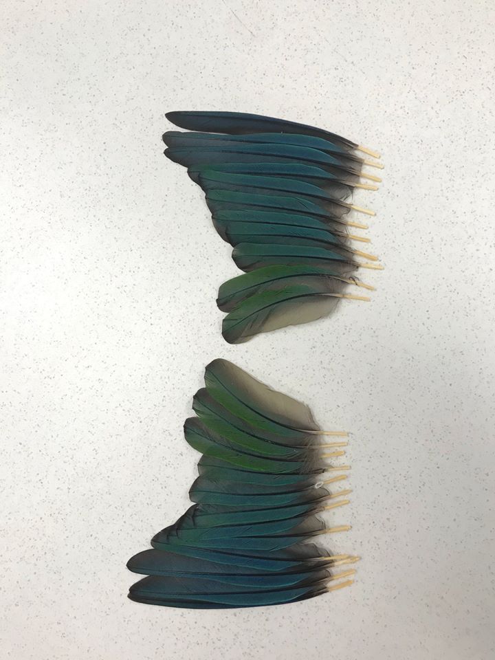 Parakeet gets prosthetic wings after it was unable to fly in australia ...