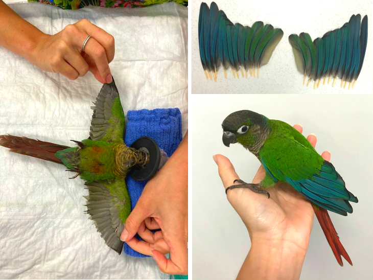 Parakeet gets prosthetic wings after it was unable to fly in australia ...
