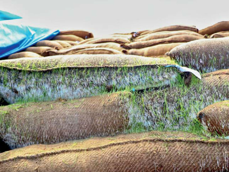 64 thousand quintal paddy kept in open cap, sprouted due to rain | ओपन ...