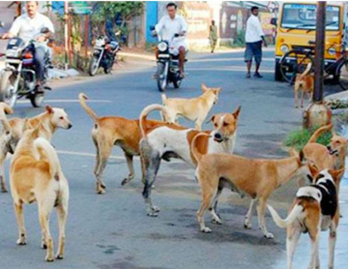 Agency teams on bike, go and show them counted and survey stray dogs ...
