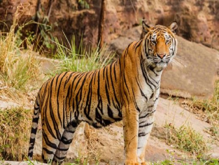Rohtas and Kaimur Wildlife Century to become Bihar's second tiger ...