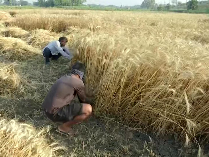 Bihar: Farmers in Patna are harvesting their crops along with family ...