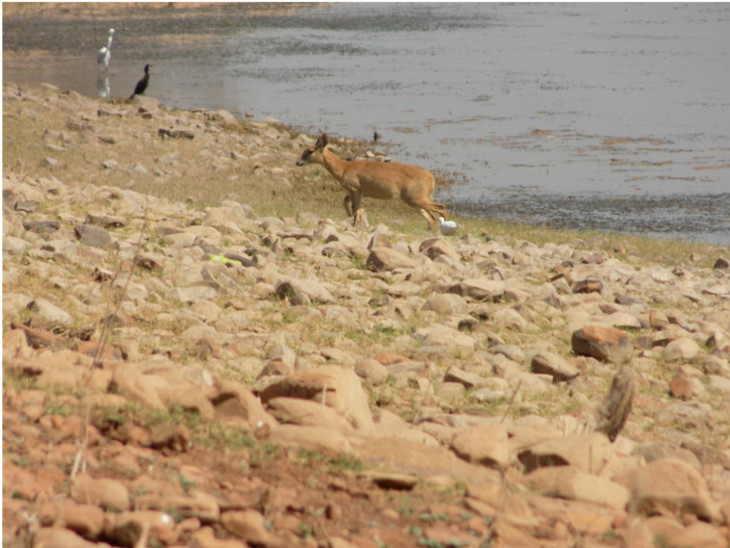 Chausingha: Chausingha (Four-horned antelope) Found In Rajasthan Kota ...