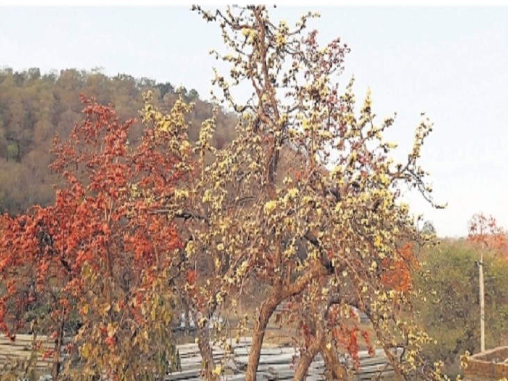 Yellow Palash has become rare, does not disappear, so it is important ...