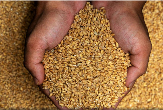 Shivraj Singh Chouhan | Gehu Kharidi MP Update: Shivraj Singh Chouhan ...