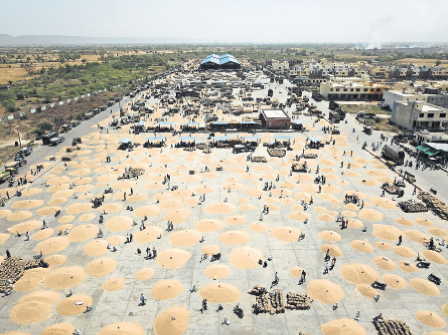 28 thousand sacks of wheat, 500 mustard seeds, 6 thousand paddy and 400 ...