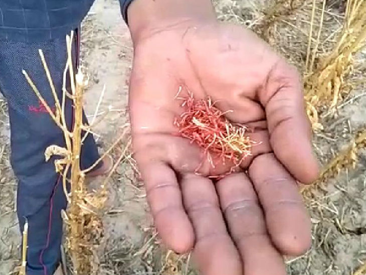 Kesar Farming In UP News Update; Farmer Who Earns Rs 35 Lakh Per Year ...