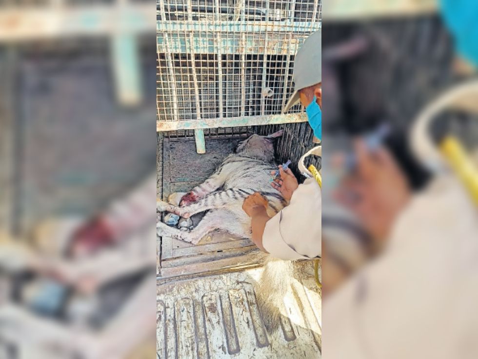 Forest Department rescues Zarakh and reaches Biological Park | मदद ...