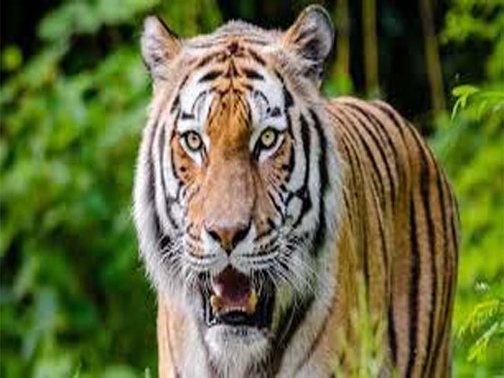 Tiger got out of Upper Kullu in Kullu, in panic, villagers urged the ...