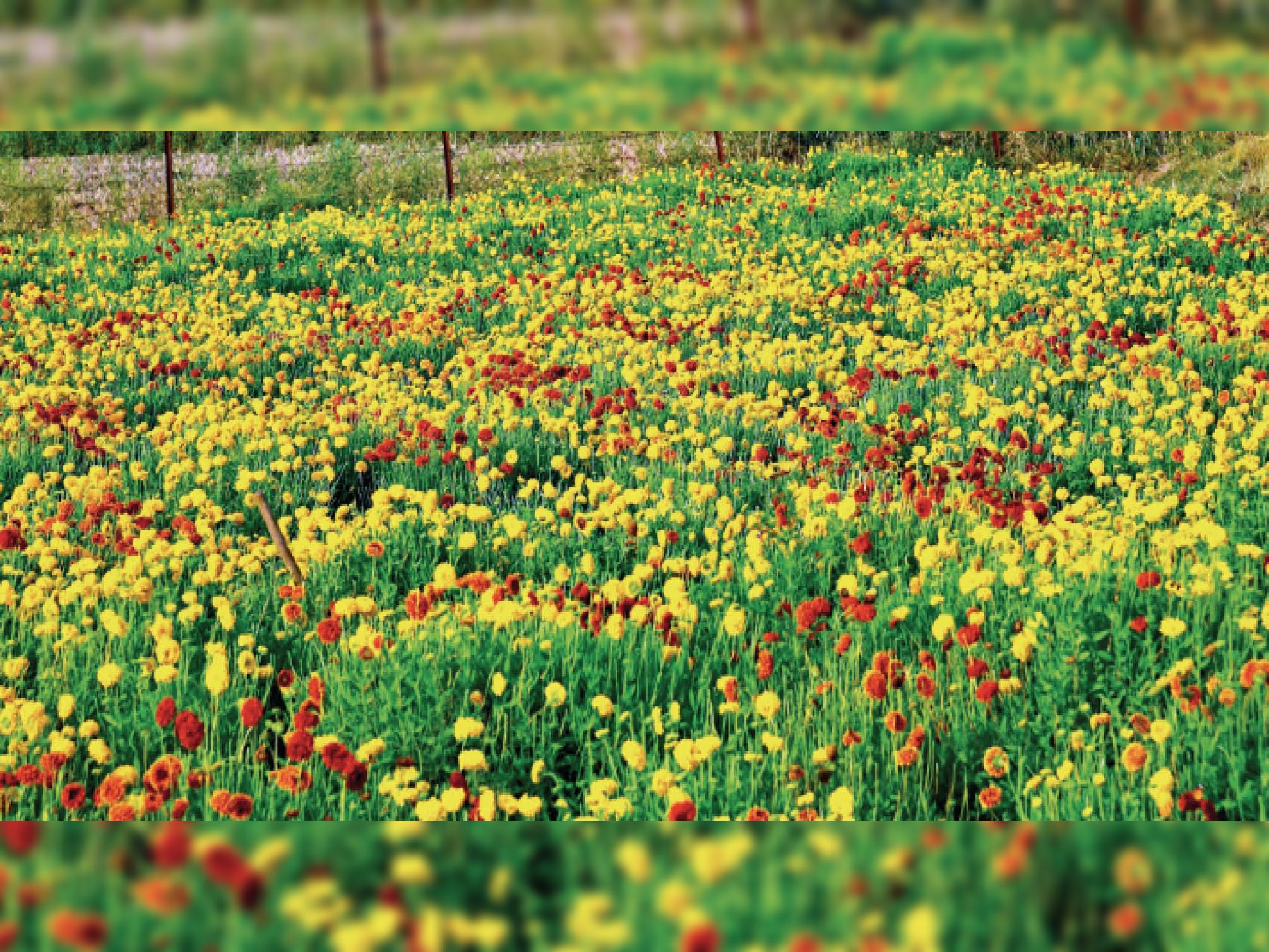Tap flowers are smelling less because of gilheti flowers, but a flower ...