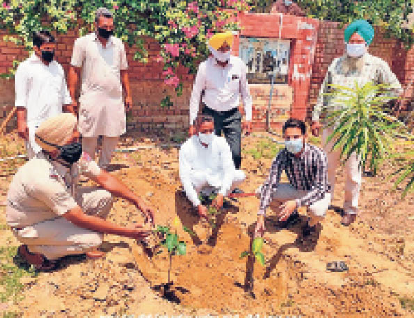 Inaugurated the forest festival by planting Triveni in the grain market ...
