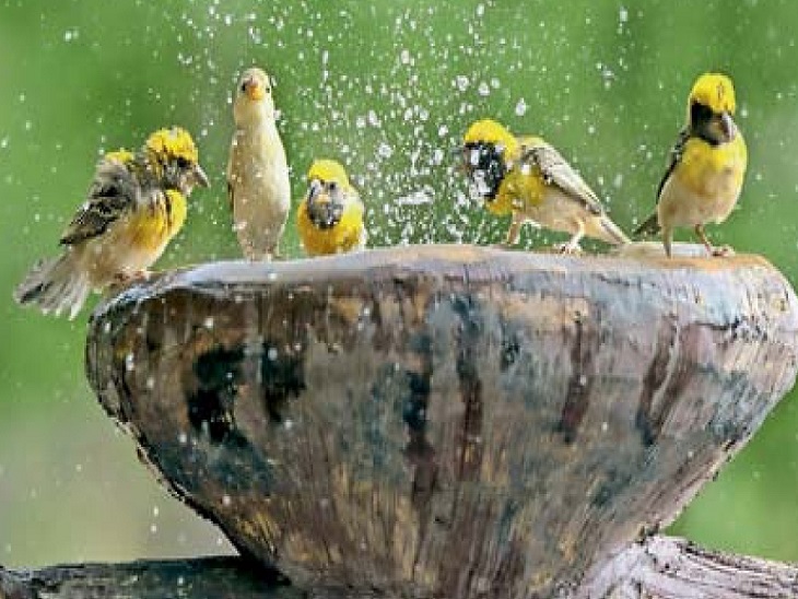 According to the new guideline, in the Banswara Orange Zone, park ...