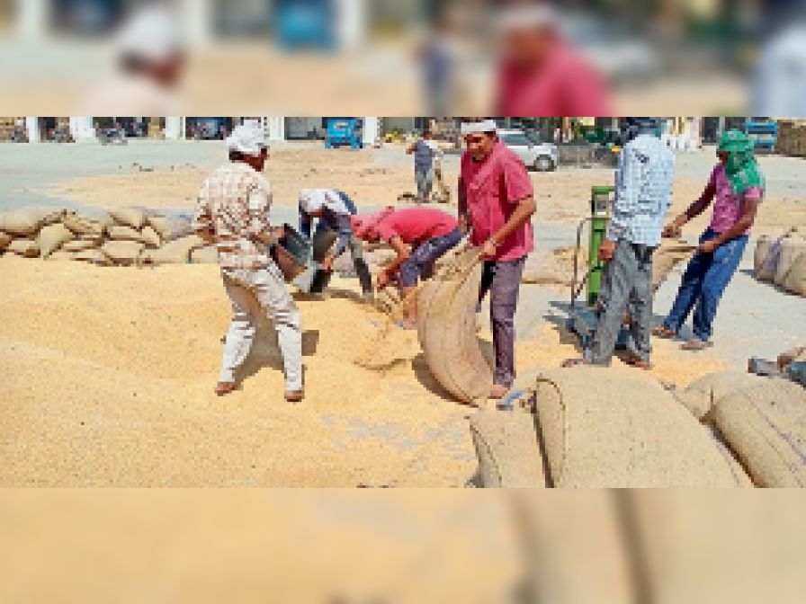 Thousands of kattas piled in the mandi for sorting wheat spoiled in ...