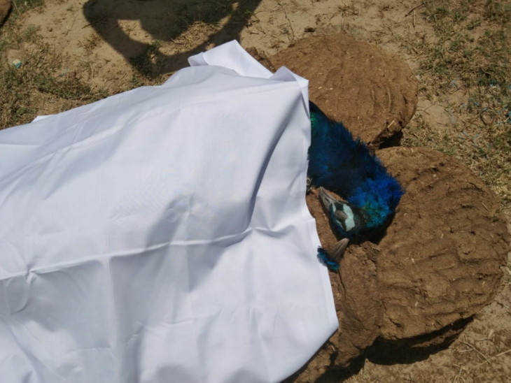 National bird peacock cremated, sick peacock died after falling from tree