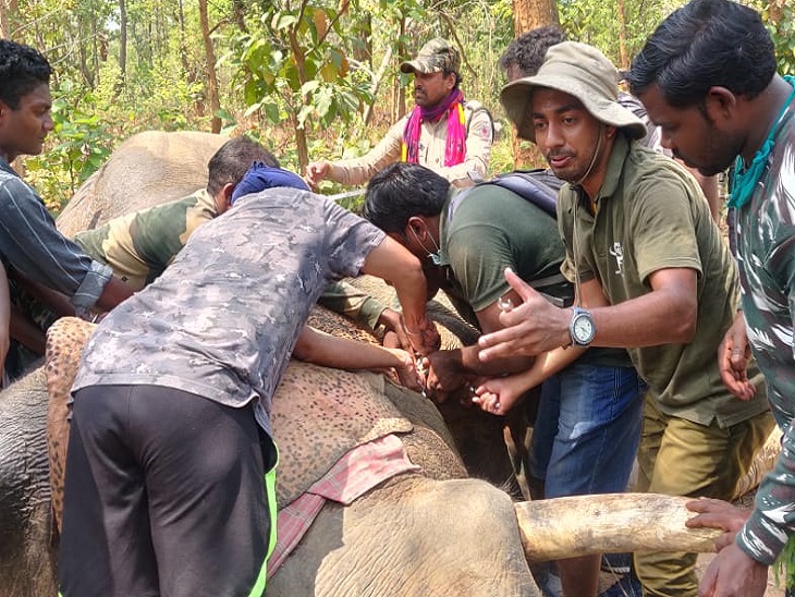 Elephant planted GPS collar in Kudamura forest of Korba Korba Forest ...