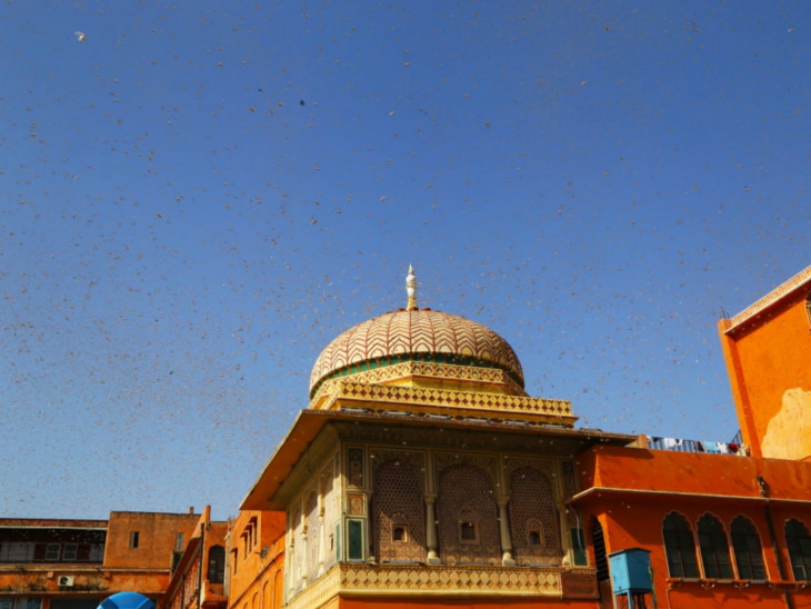 Locust Attack in Jaipur Update; Tiddi Dal In Raj Park, Transport Nagar ...