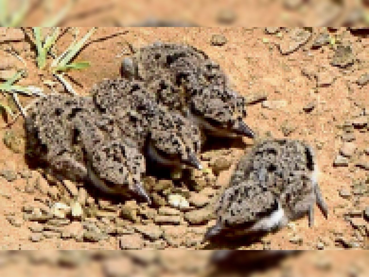 4 eggs of Titodi seen on the ridge, signs of good times | भास्कर विशेष ...