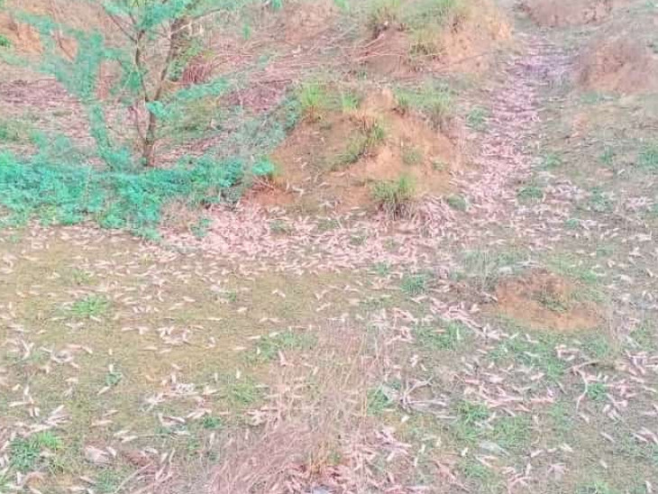 Locust Attack in Rajasthan Jaipur Updates; 65 Percent Tiddi Dal Claims ...