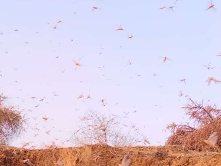 Locust Attack in Rajasthan Jaipur Updates; 65 Percent Tiddi Dal Claims ...