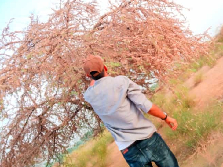 Locust Attack in Rajasthan Jaipur Updates; 65 Percent Tiddi Dal Claims ...