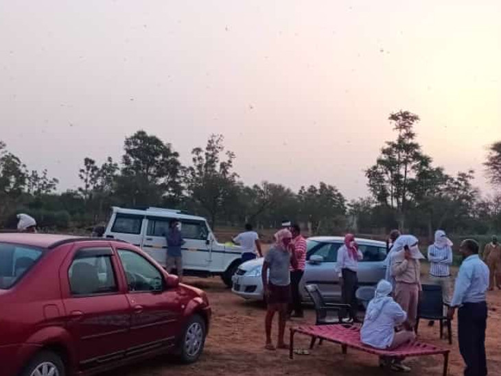 Locust Attack in Rajasthan Jaipur Updates; 65 Percent Tiddi Dal Claims ...