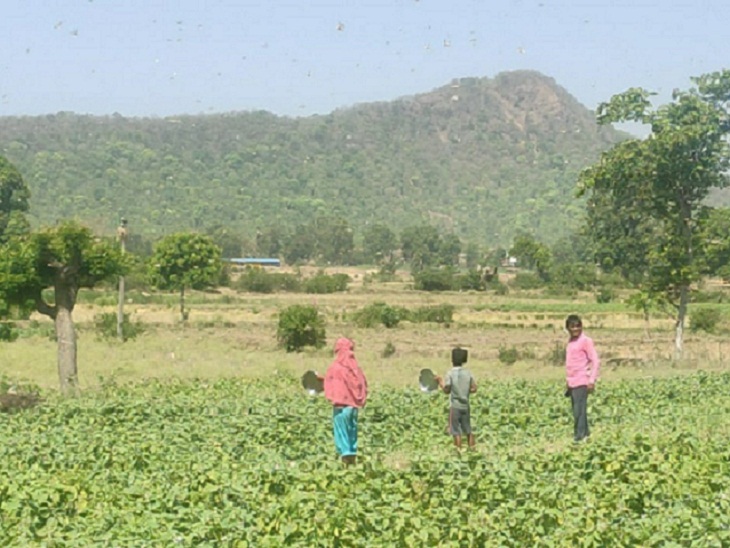 Pakistan Locusts Attack (Tiddi Dal) In Chhattisgarh Raipur Latest News ...