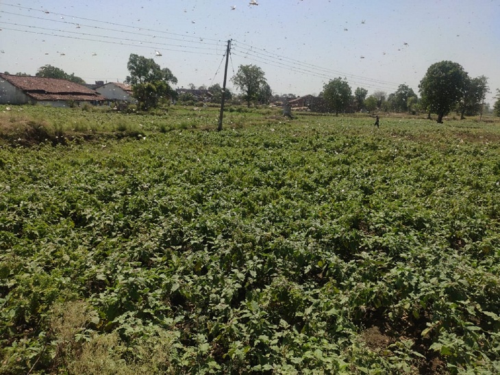 Pakistan Locusts Attack (Tiddi Dal) In Chhattisgarh Raipur Latest News ...