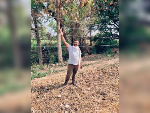 Indore will get new langas, Miyawaki forest will be made of 15000 trees ...