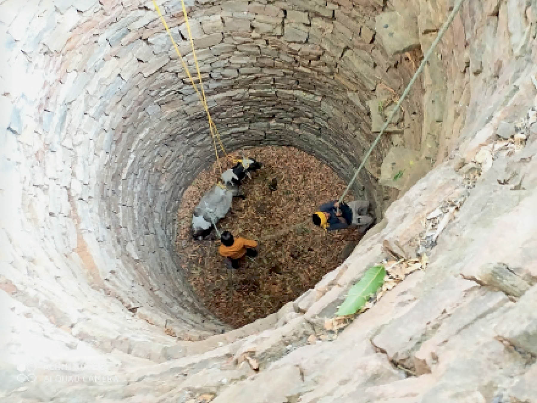 Nandi plunges into a 50-foot deep well in search of water, is evacuated ...