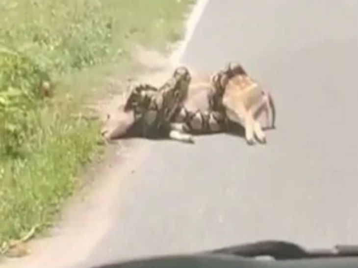 Python Deer Attack Video; UP Man Rescue Deer From Python In Saharanpur ...