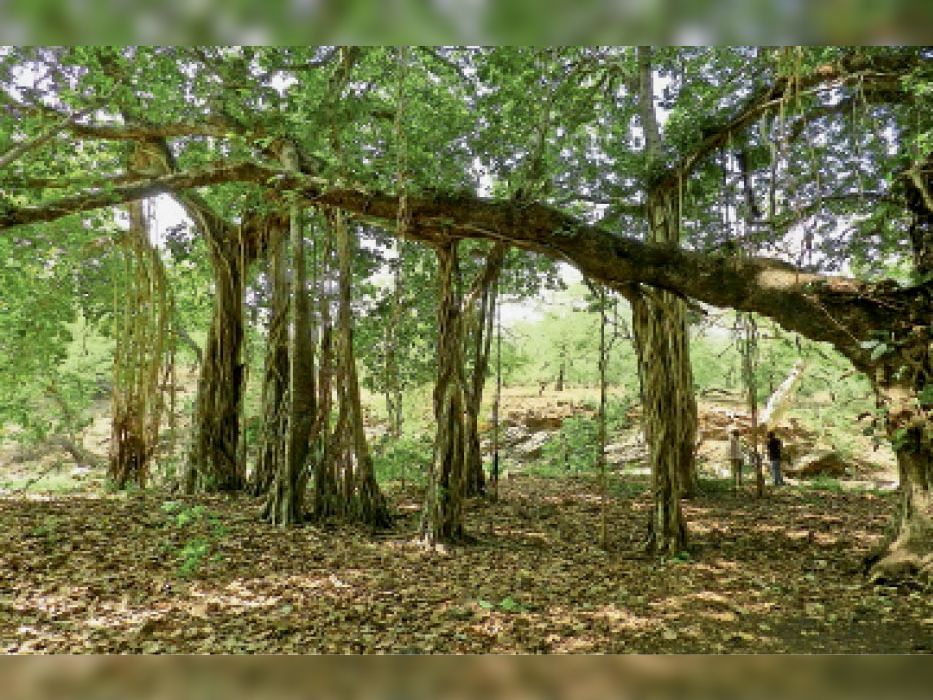 450 year old heritage banyan tree in Kota, temperature below 5 degrees ...