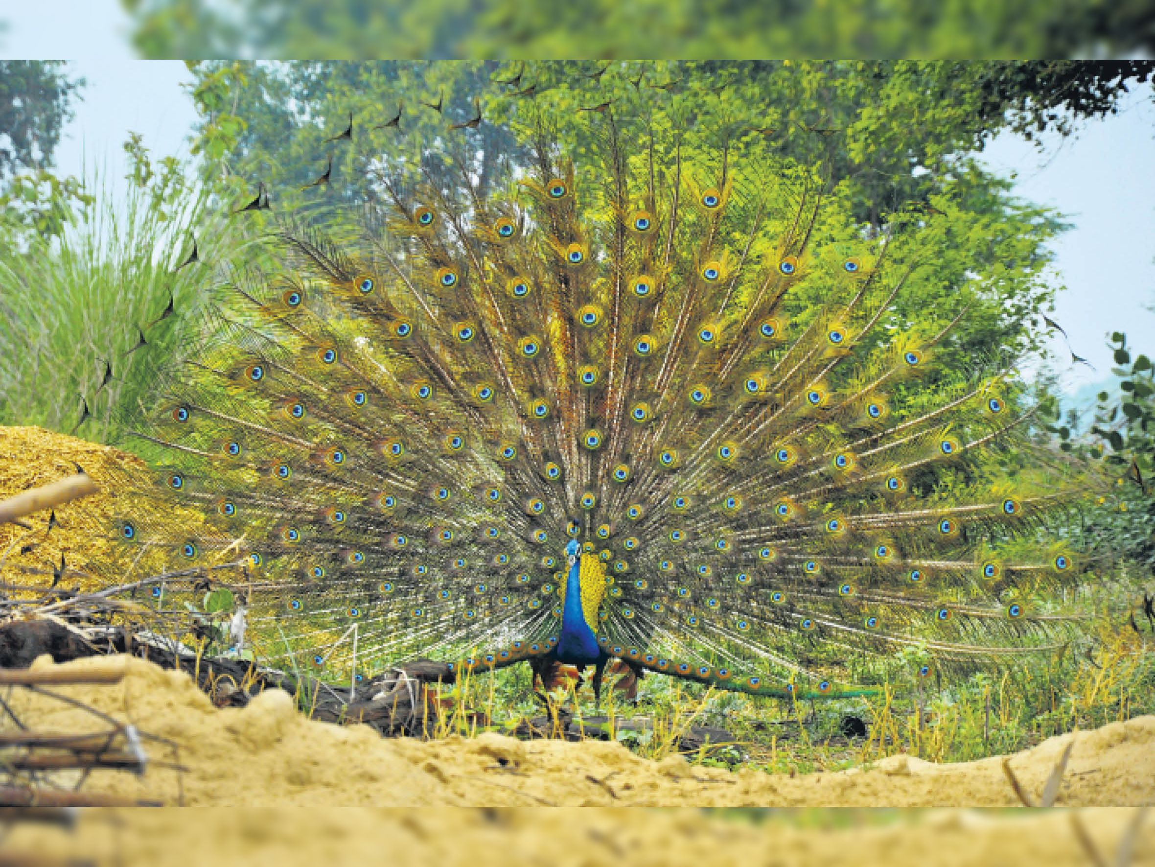 The first Peacock Park, a team of 50 youth, is fully supervised ...