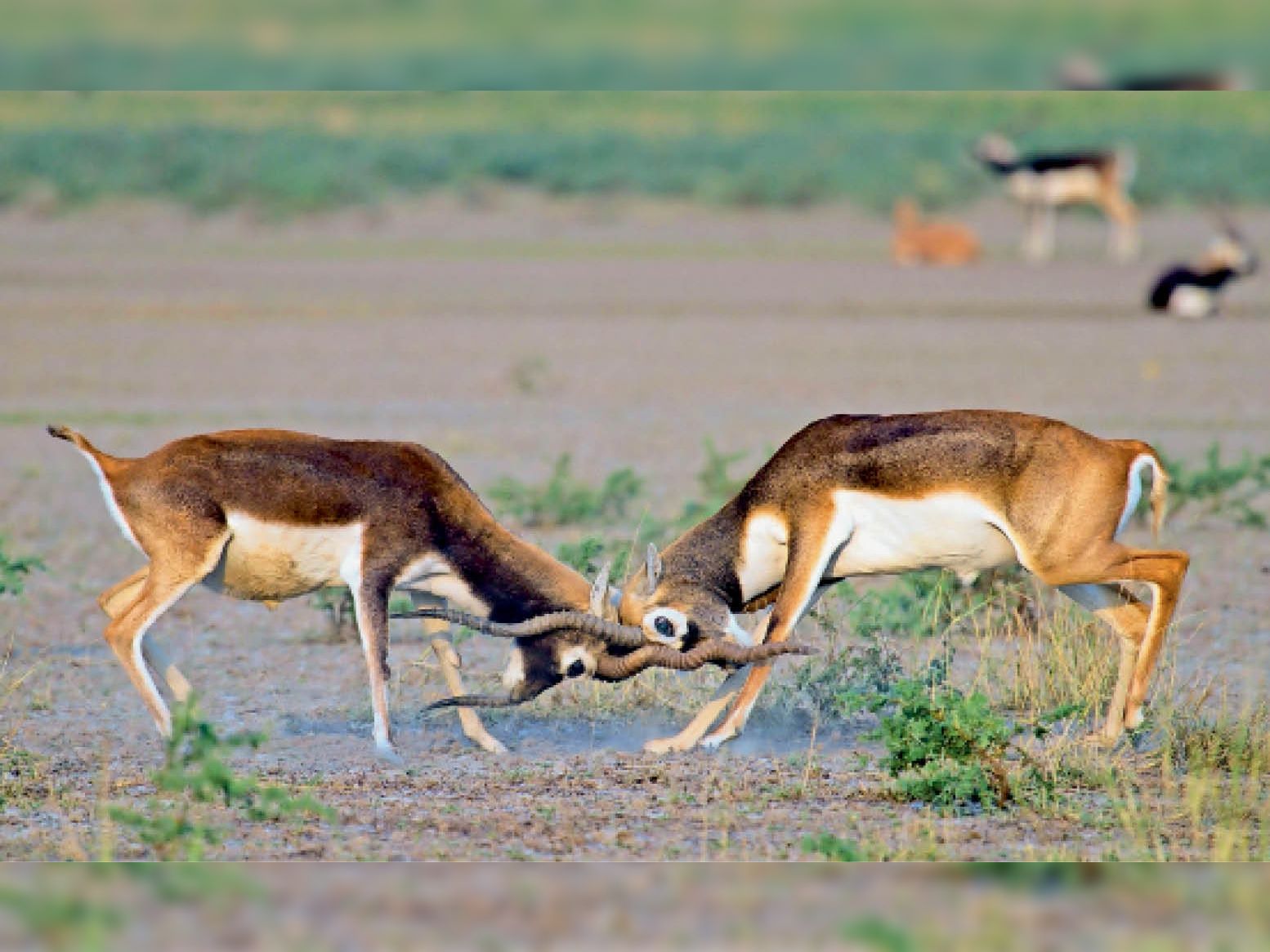 Now 3328 blackbuck in the trench; 148 grew in a year, out of which 51 ...
