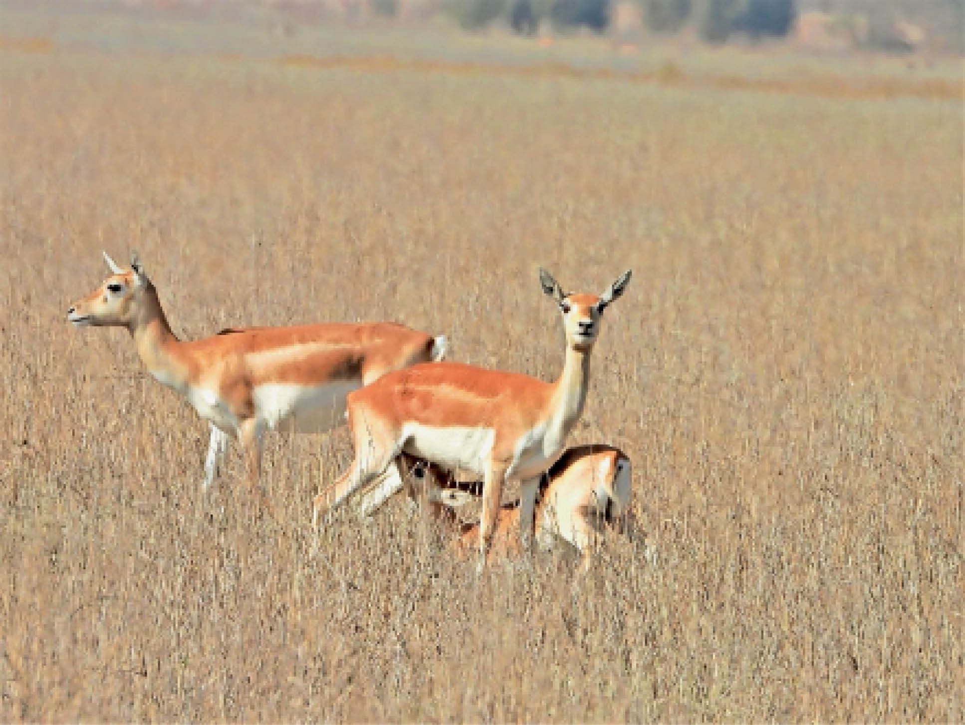 Now 3328 blackbuck in the trench; 148 grew in a year, out of which 51 ...