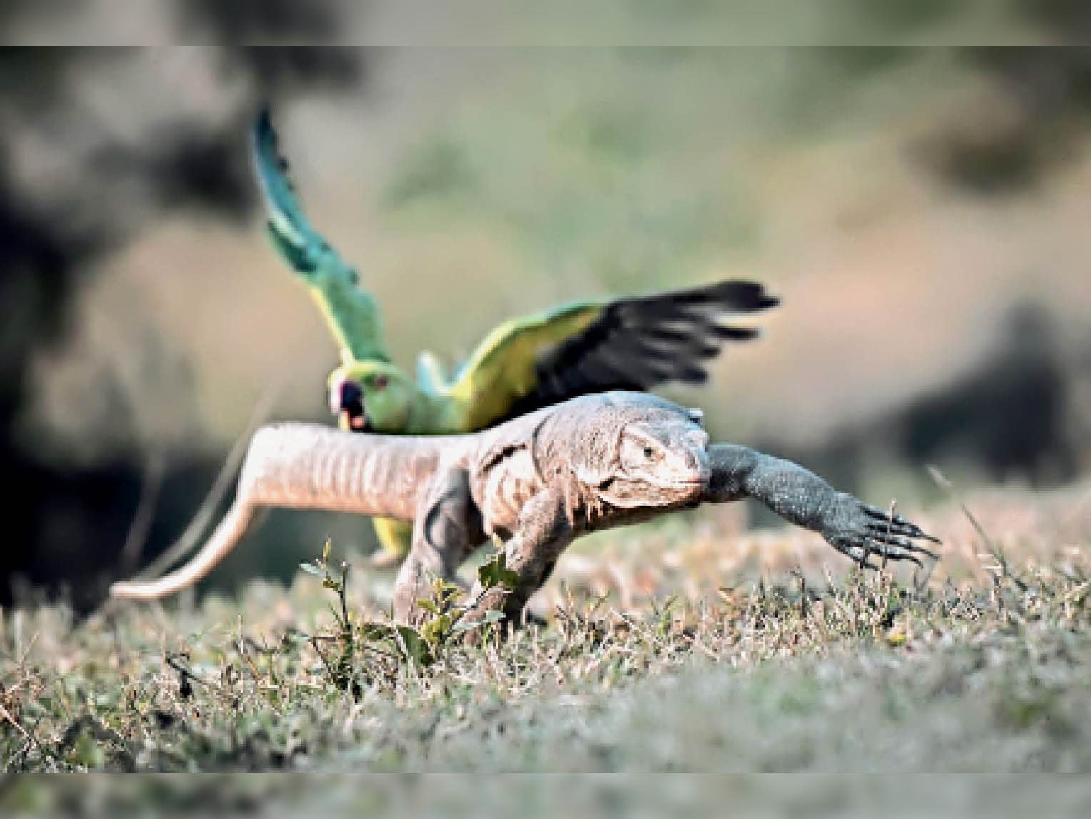 The hunter himself became a victim: a parrot hit the goh to reach the eggs