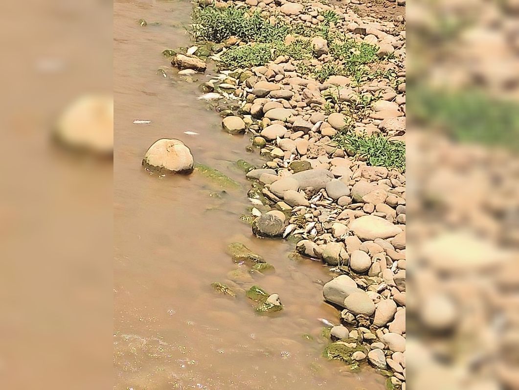 Fish died due to poisonous water of industry falling in Sarsa river ...