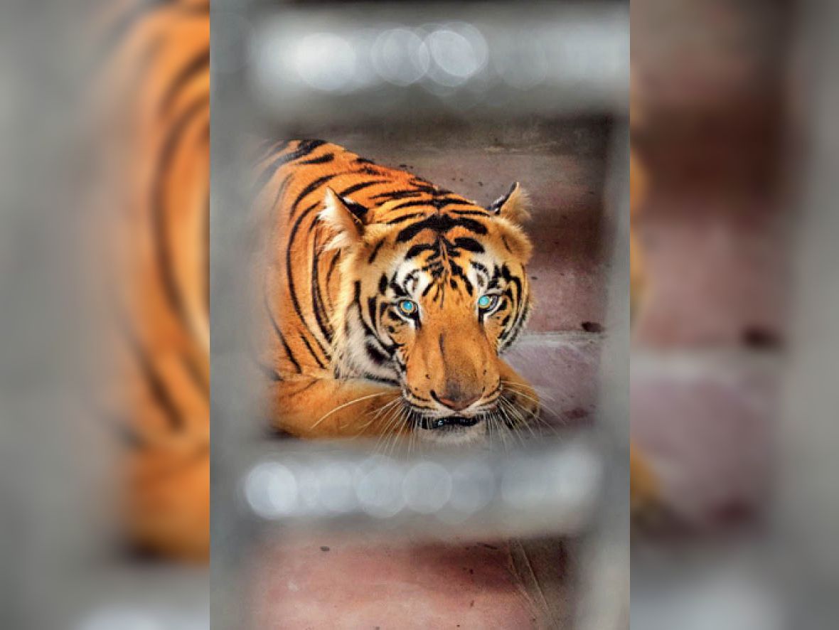 The shape of the crab is made on the forehead of the tiger, it was ...