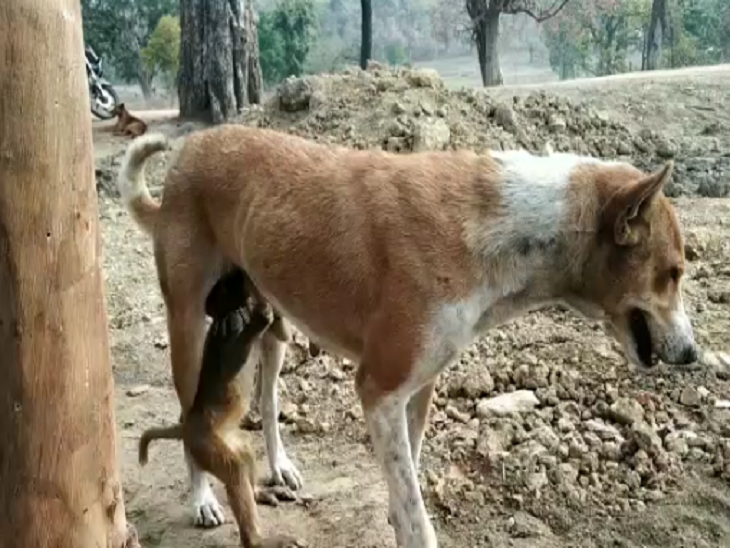 Monkey Dog Video | Video of Monkey and Dog Goes Viral on Social Media ...
