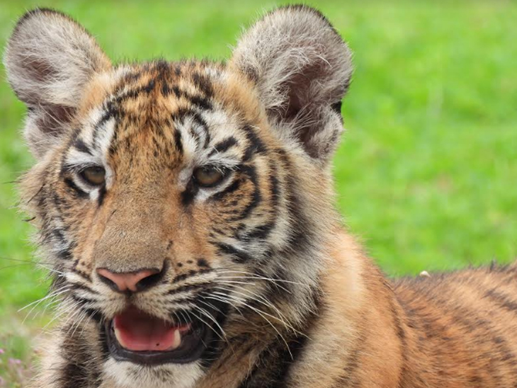 Aman and Diya's pair of Chhatbir Zoo gave three beautiful tigers, 7 months old cub | नन्हें ...