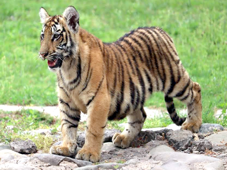 Aman and Diya's pair of Chhatbir Zoo gave three beautiful tigers, 7 ...