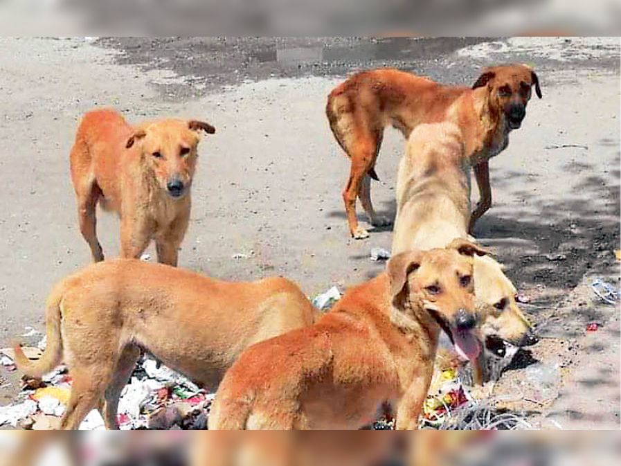 The one near the MC office was cut by Stray Dog, the Stray Dogs Shelter ...