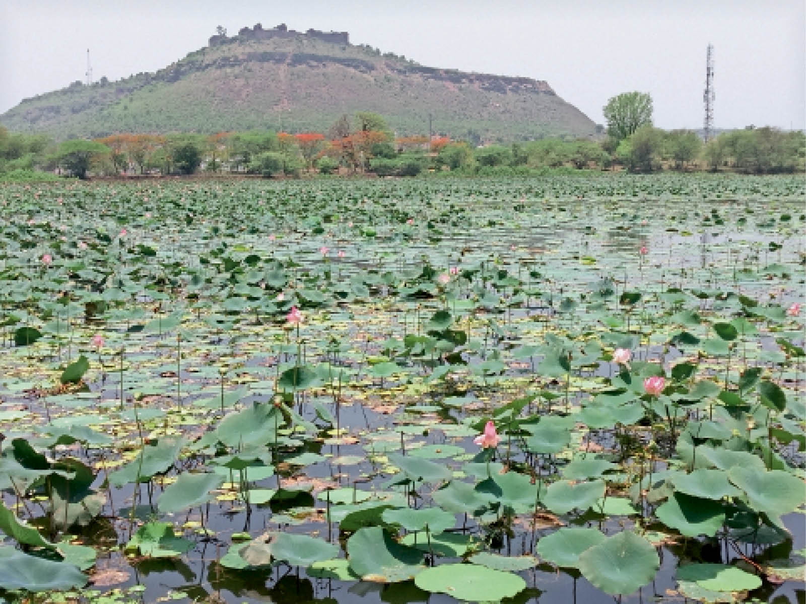 If the Singhada could not be put in lockdown then the lotus flowers ...