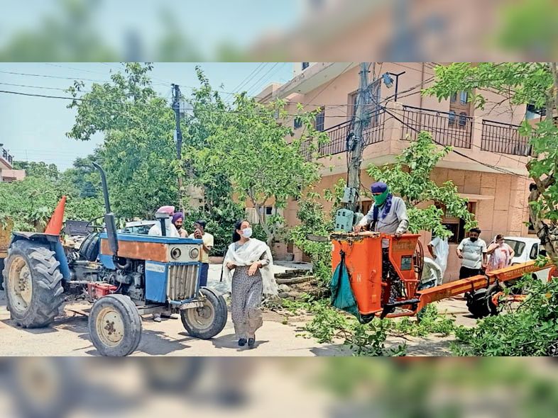 Trimming of trees will happen, this time the balam cucumbers will not ...
