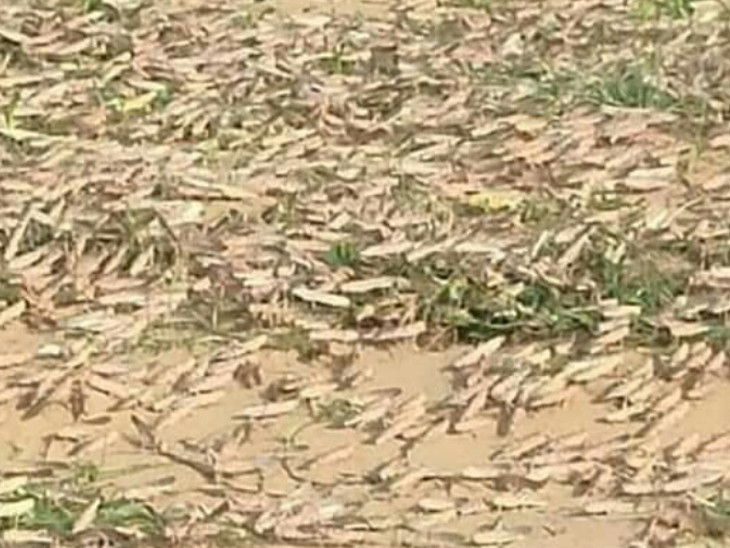Locust Attack (Tiddi Dal) In Rajasthan Chomu Today Latest News Updates ...